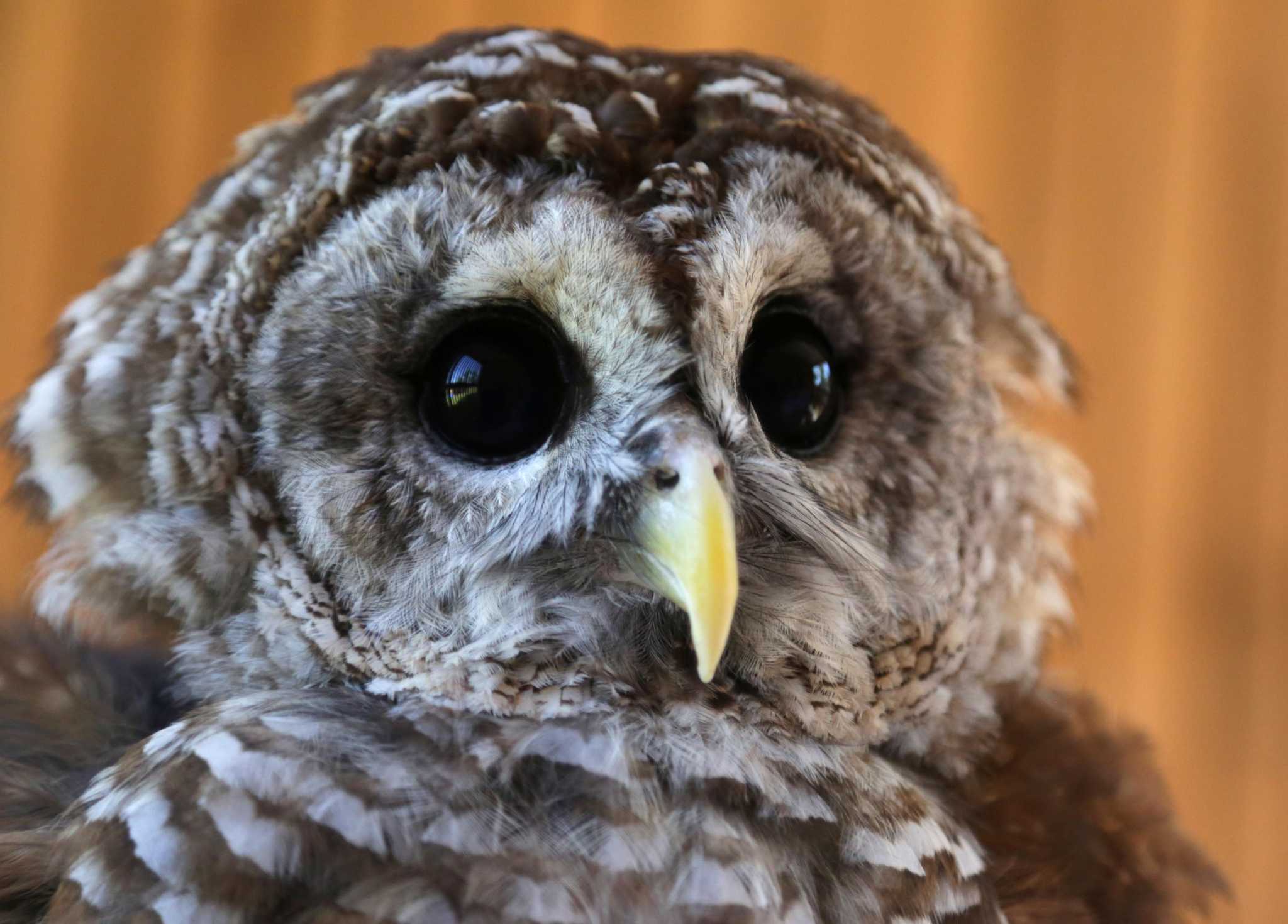 Here’s a great way to see local bats and owls