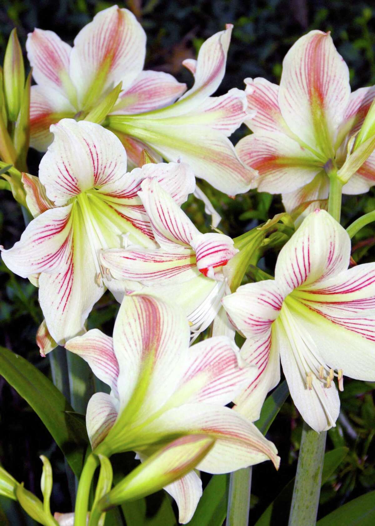 How to care for amaryllis bulbs