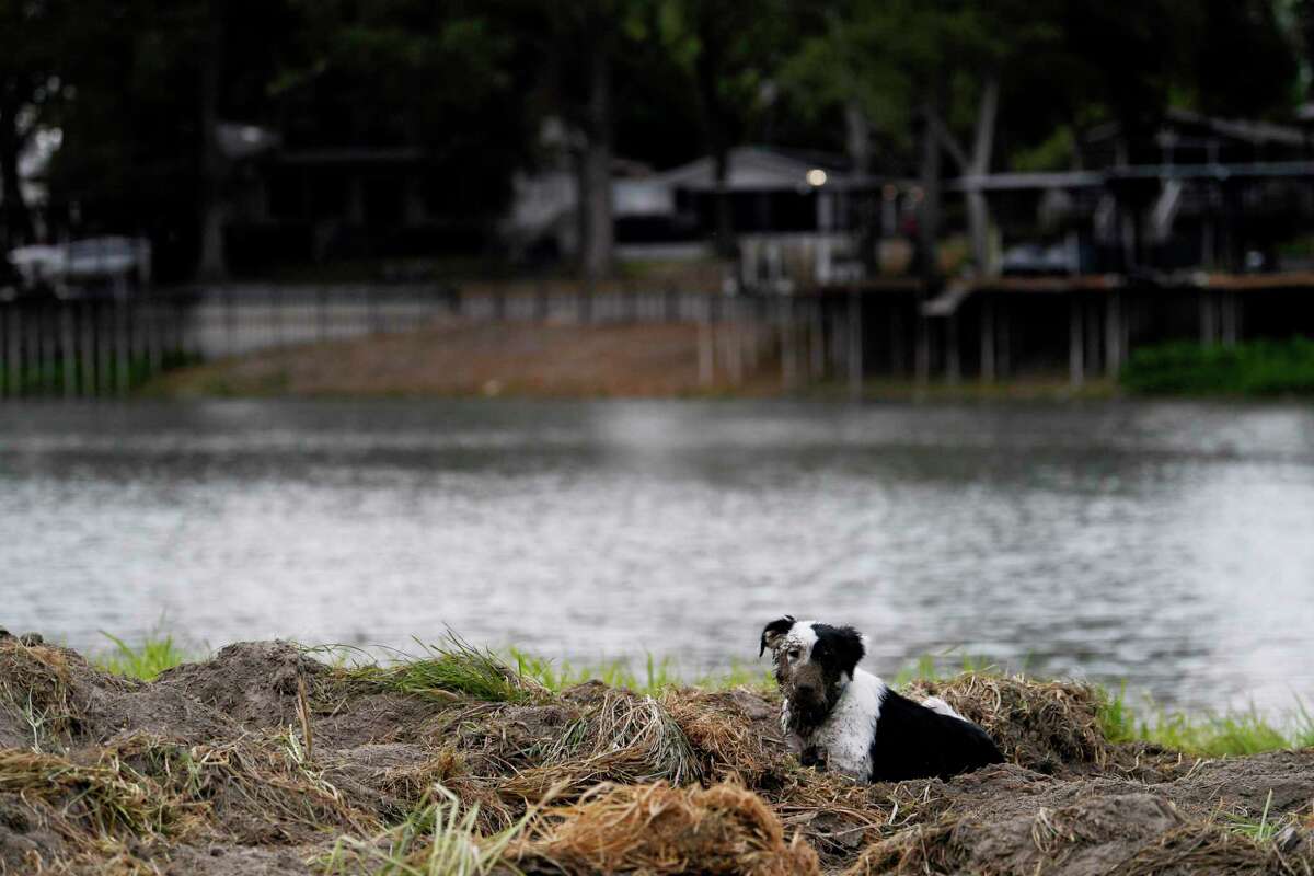 After Lake Dunlap’s dam partially collapsed, researchers count ...