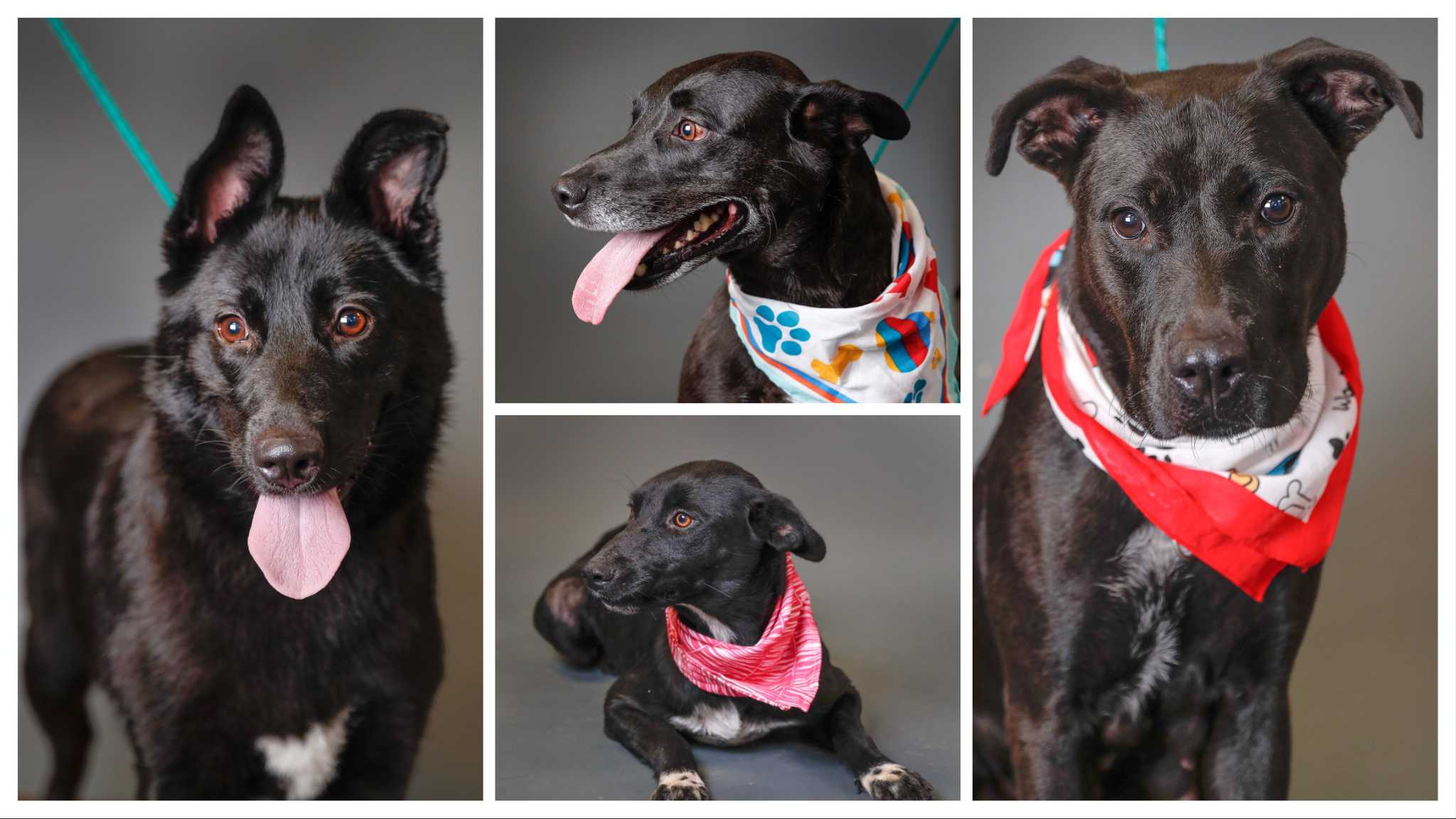 Meet sweet Nala and giant lap dog Princess this week at the Harris ...