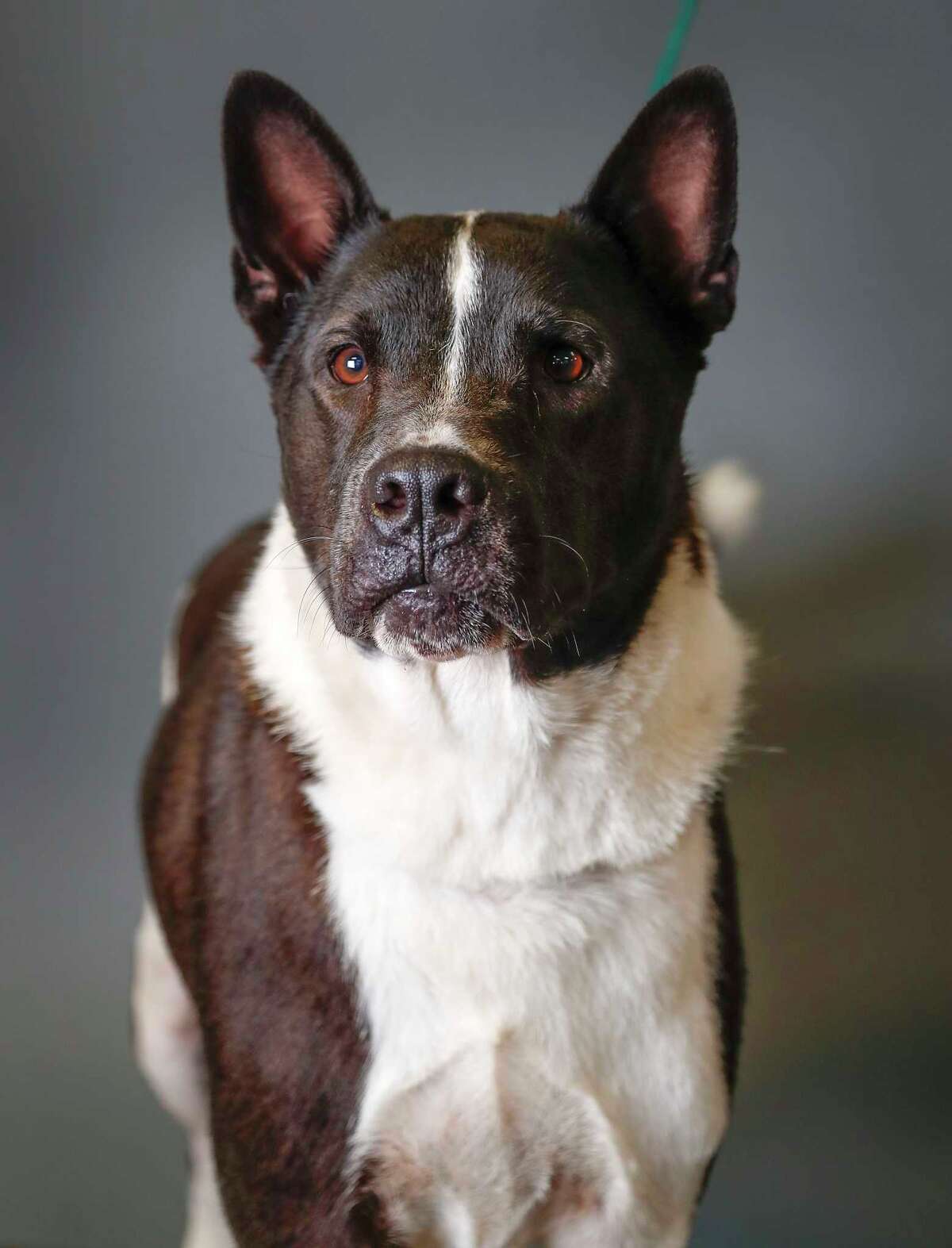 Meet sweet Nala and giant lap dog Princess this week at the Harris ...