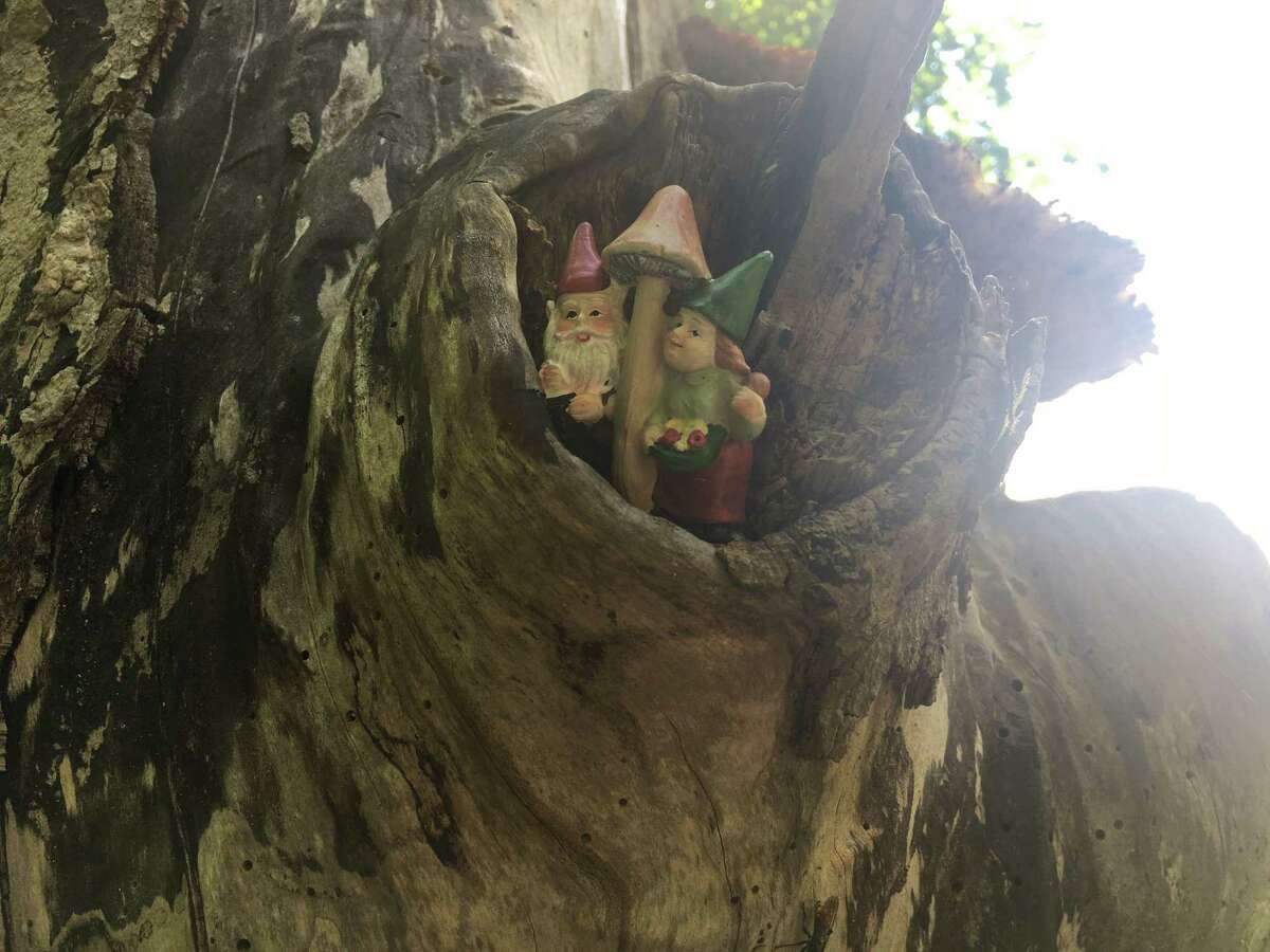 Gnomes in the woods: The mystery behind Ridgefield’s fairy family