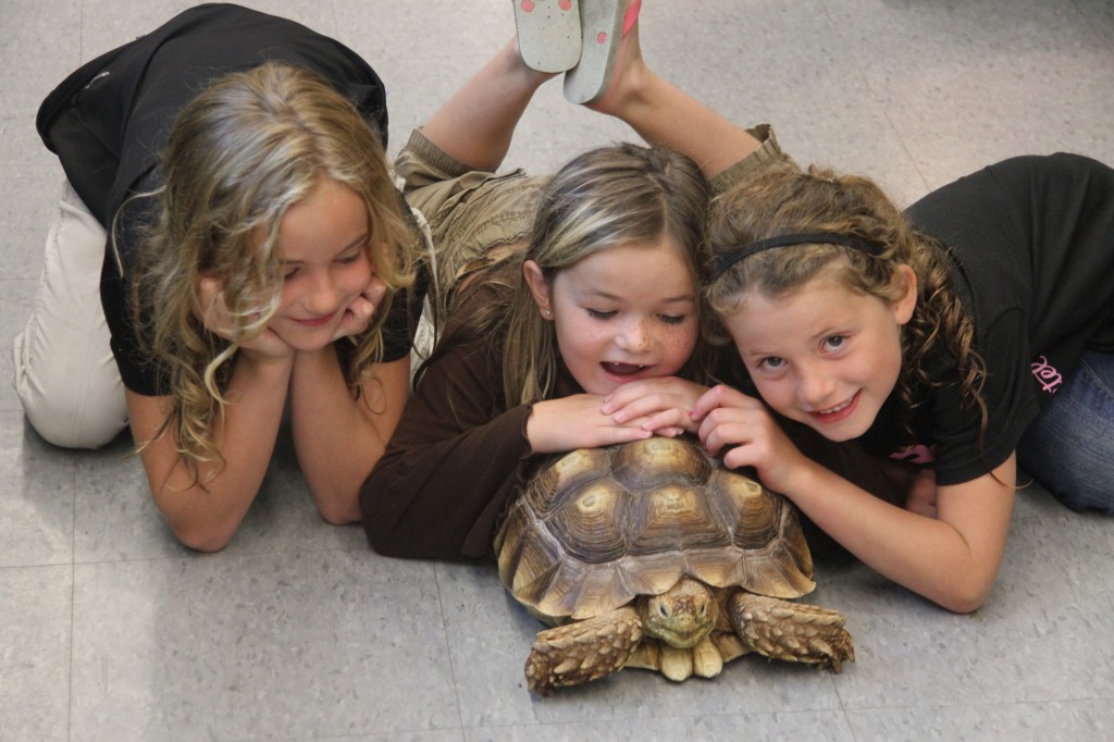 Animal Shack adventures