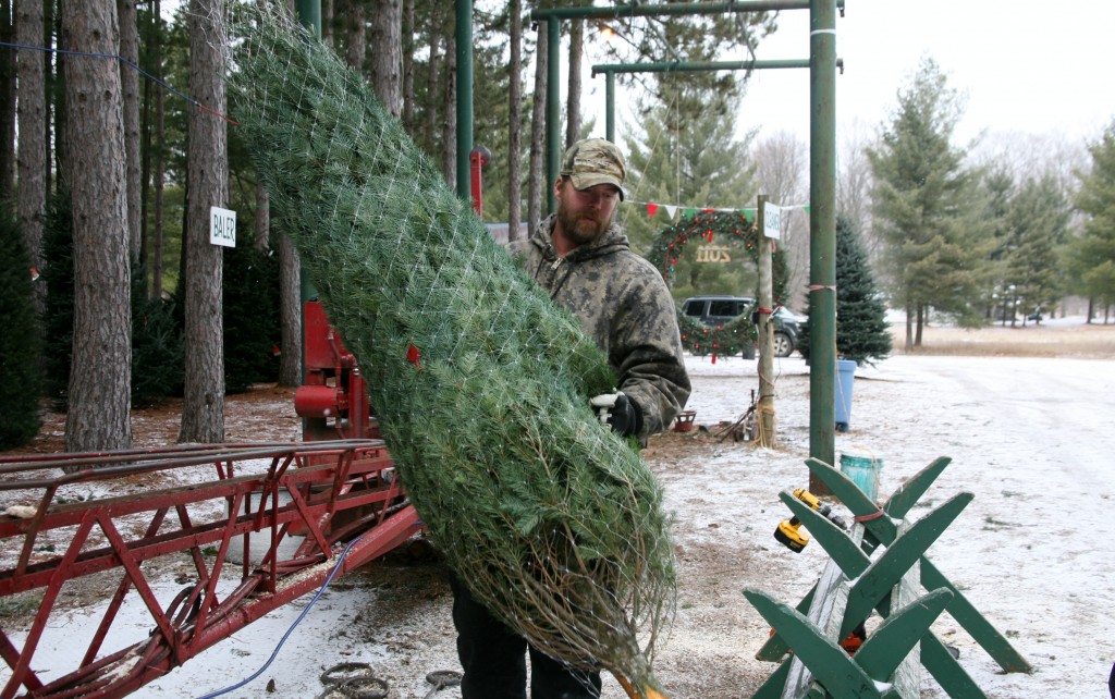 Local farm sells 10,000 Christmas trees a year