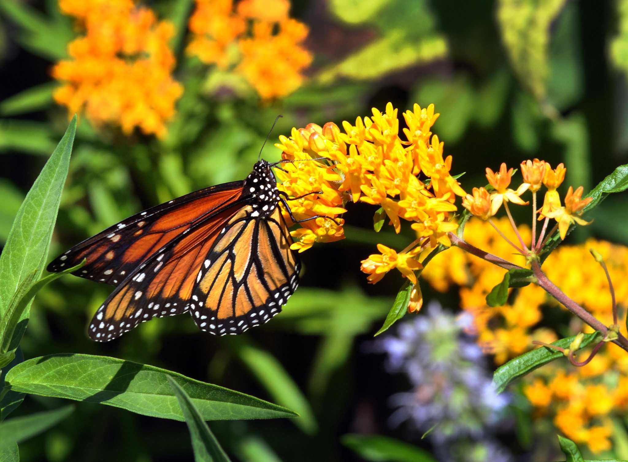 Monarch butterfly count in Wilton