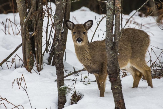 Mild weather benefits area wildlife