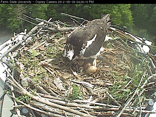 Ferris camera records osprey hatching