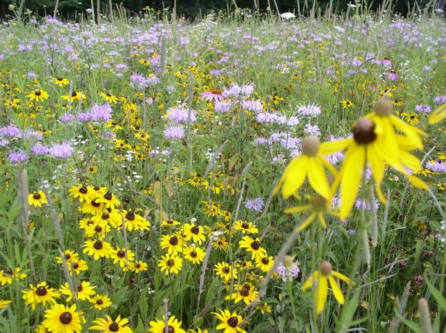 Native plant species support local ecology