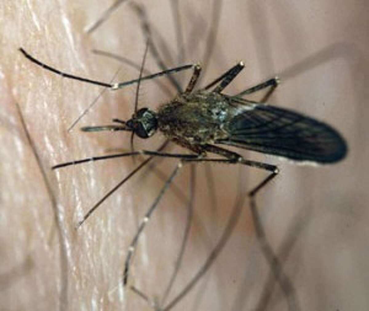 Mosquito numbers are expected to be high again this year in Michigan