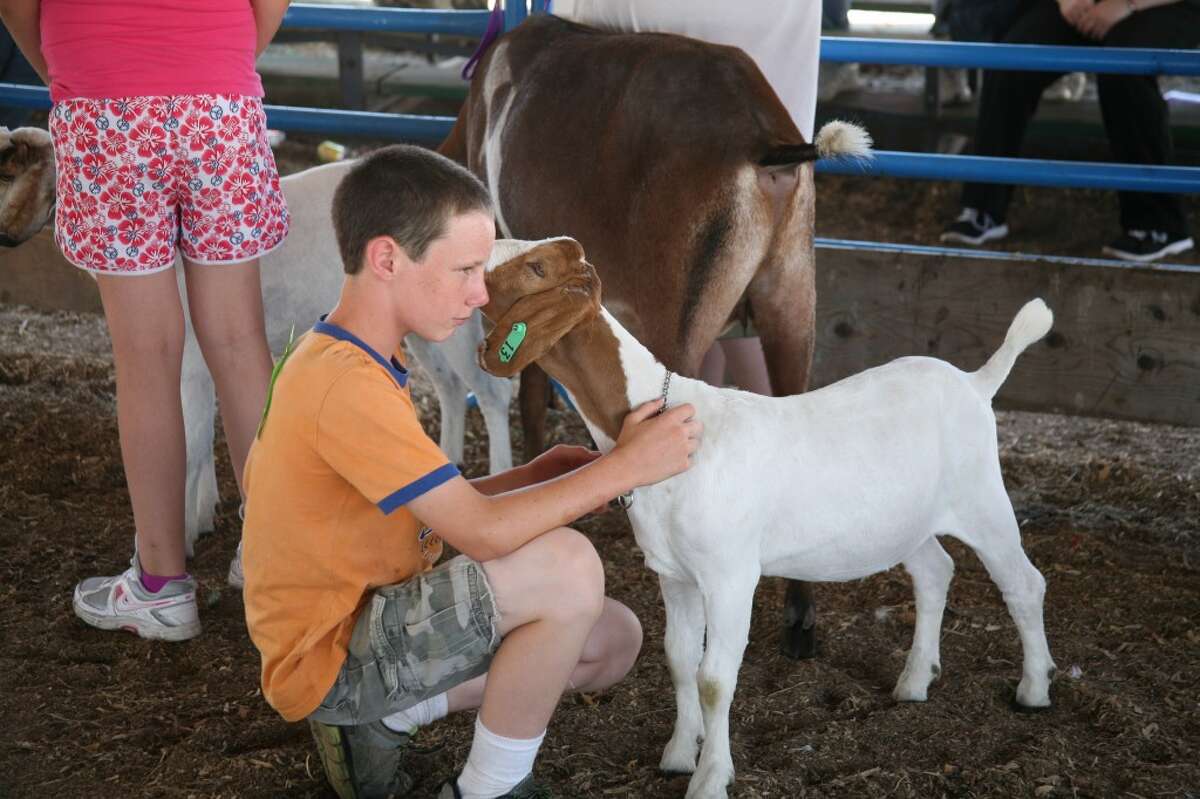 Goats add challenge to fair obstacle course