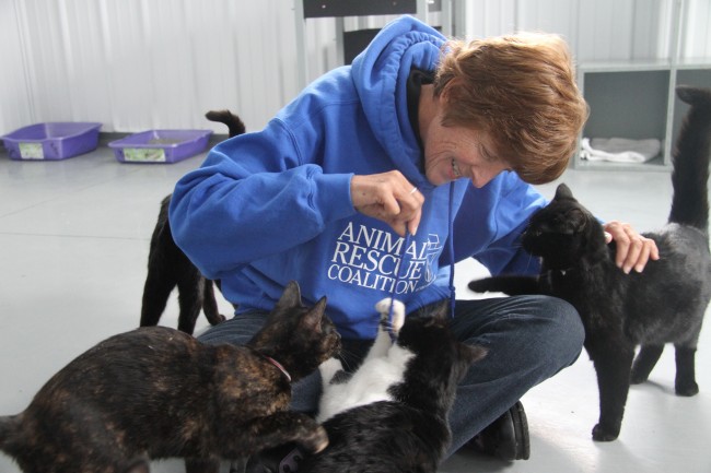 Cat quarantine lifted