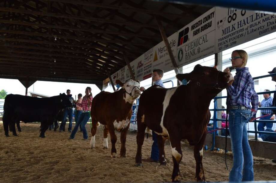 Herzog wins cattle showmanship, market show - Big Rapids Pioneer