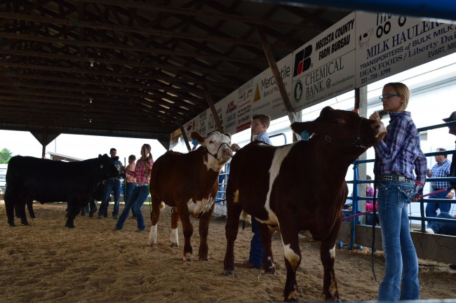 Herzog wins cattle showmanship, market show