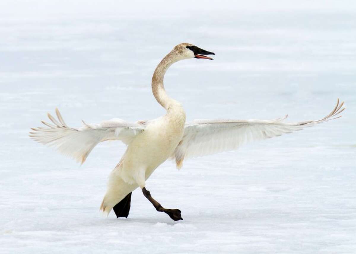 The trumpeter swan — world’s largest waterfowl