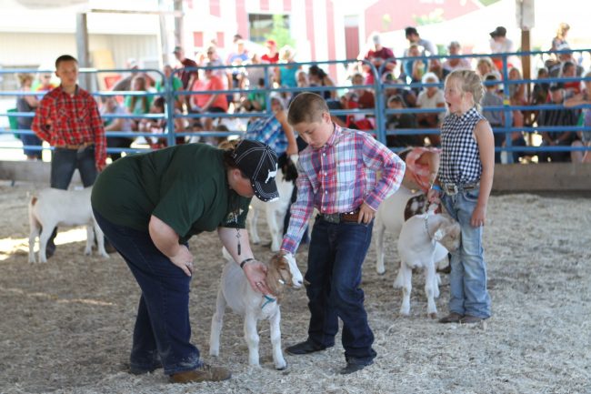 Four-H'ers take to the show ring with goat judging