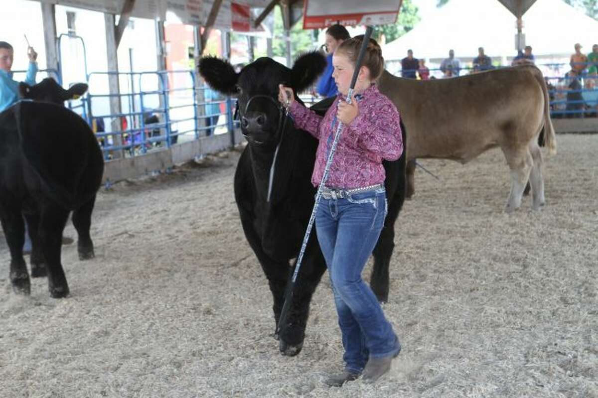 Beef, dairy cows take the ring during shows