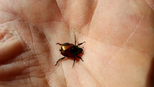 New pest moving into Northern Michigan