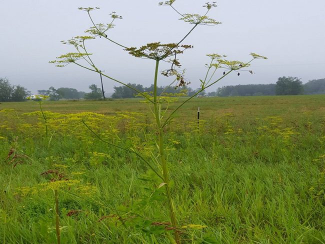 Doing battle against an invasive species