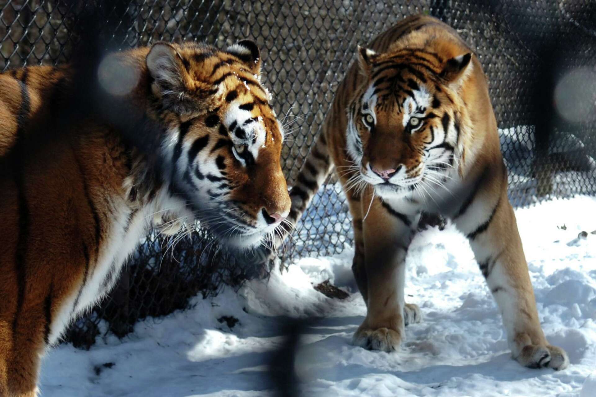 Connecticut’s Beardsley Zoo receives more than $3 million for tiger habitat