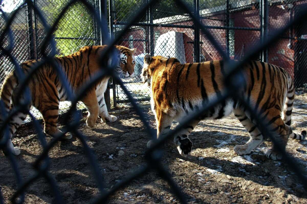 Connecticut’s Beardsley Zoo receives more than $3 million for tiger habitat