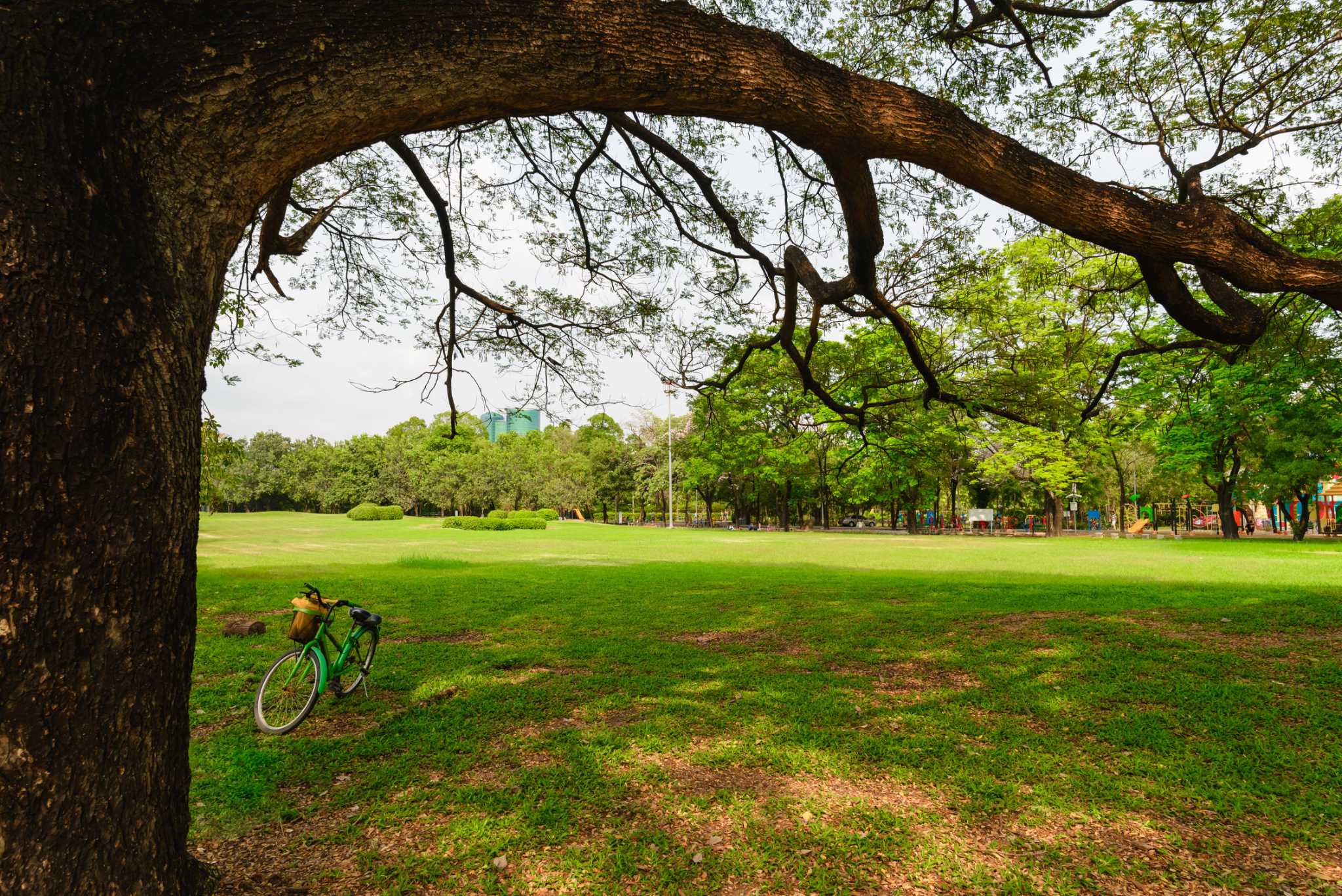 How to deal if your lawn’s in excessive shade
