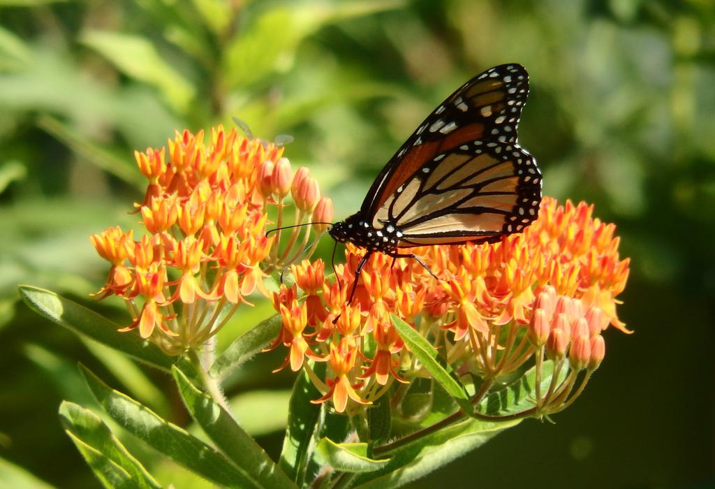 Learn about butterflies in this walk in a CT wildlife refuge