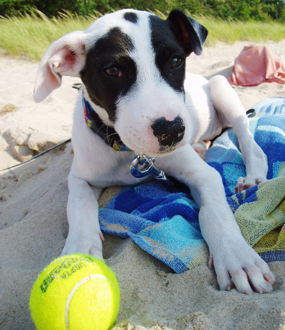 JOHN COUNTS COLUMN: Our boon companion