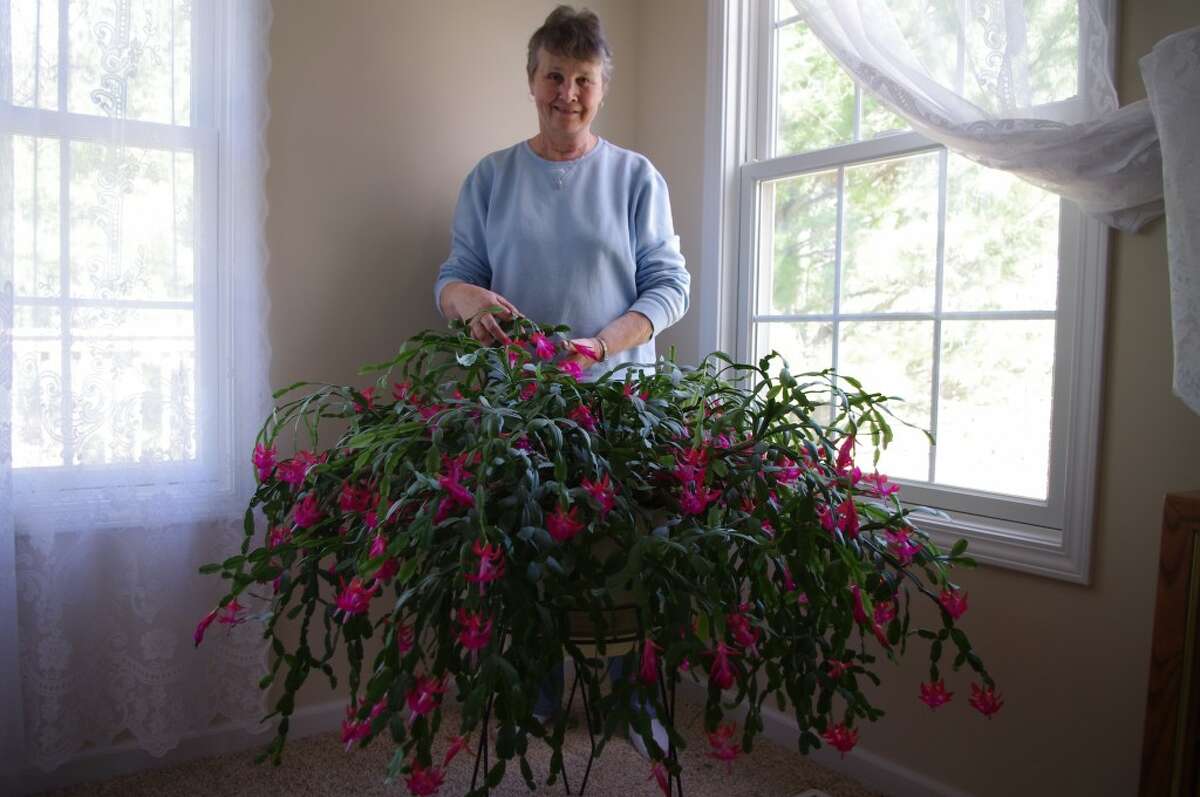 100-year-old Christmas cactus blooms for Easter