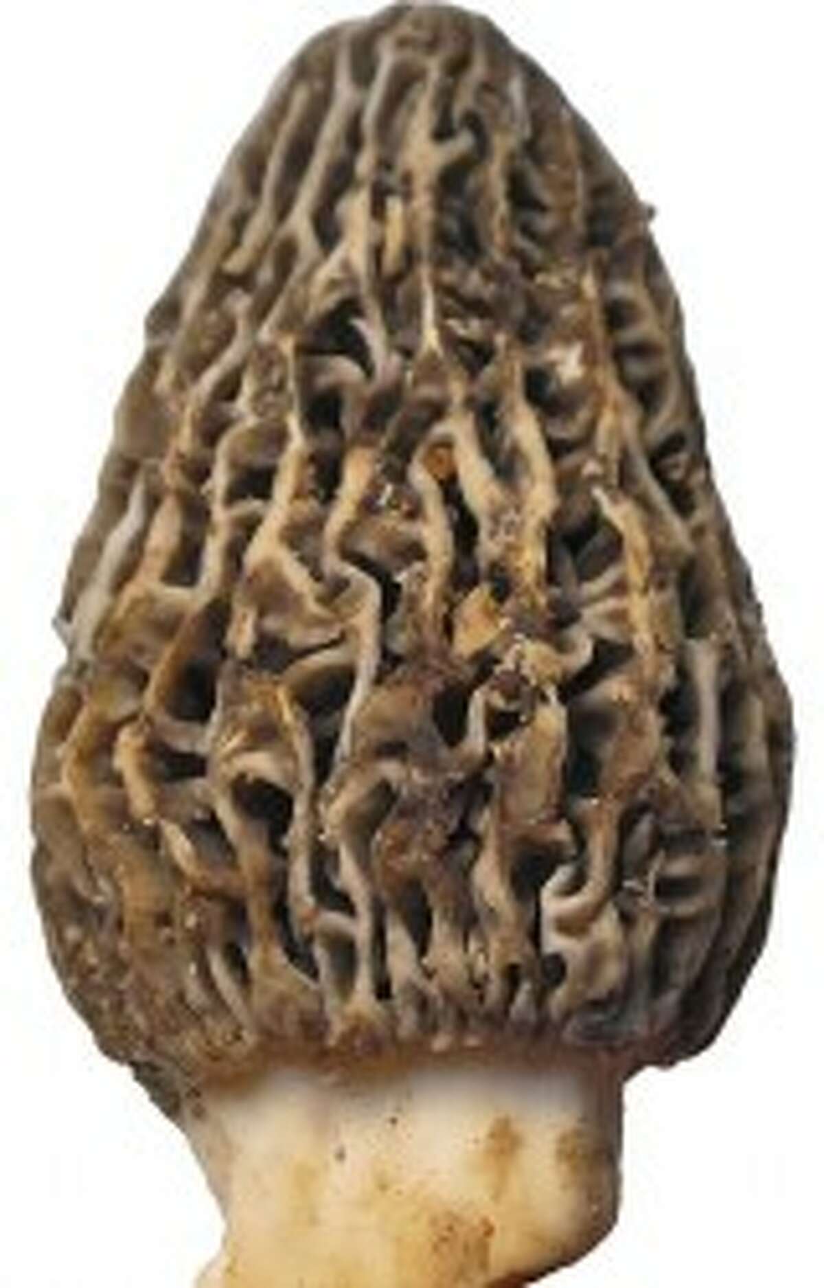 'Morel' of the story