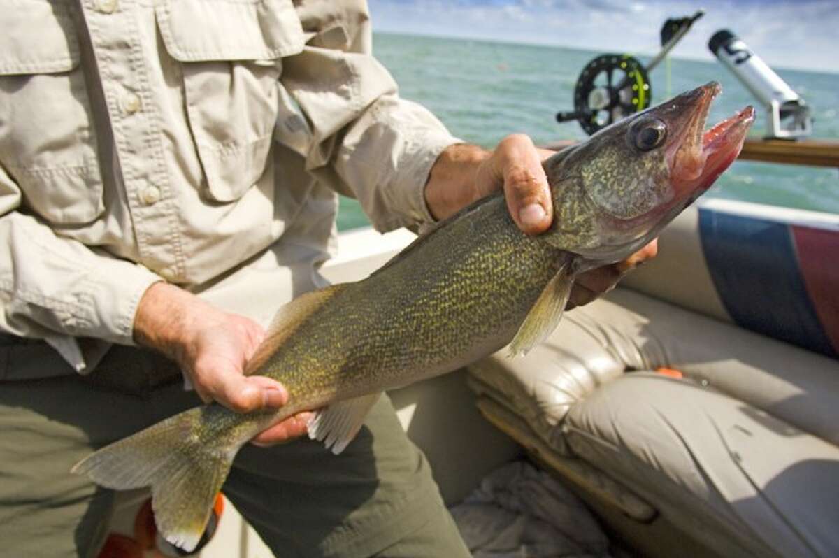 Partners help DNR stock more than 4 million walleye this year