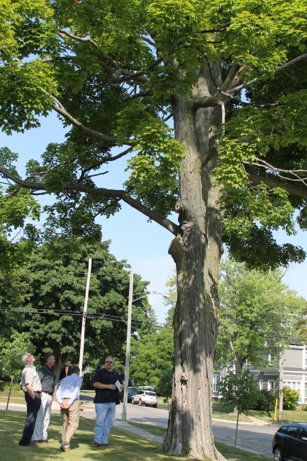 Dying maple tree likely to be cut down at county courthouse
