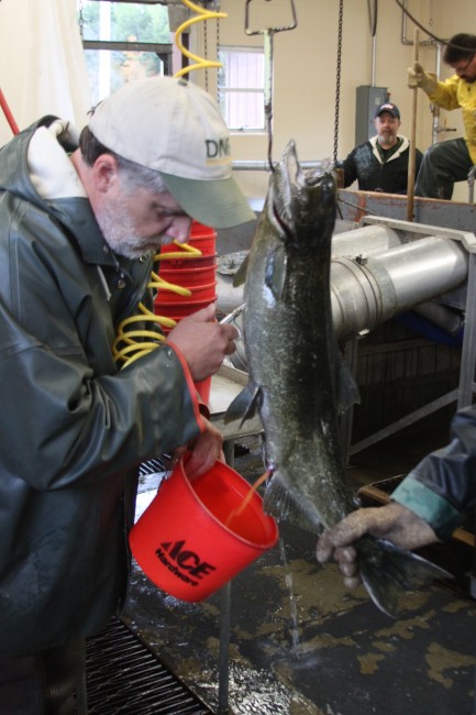 DNR runs first salmon egg harvest of season