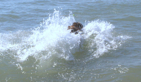 REFLECTIONS: Of fur and fish