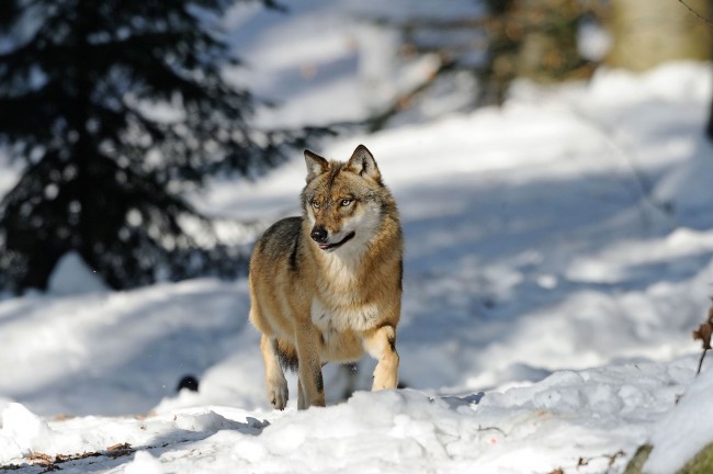 Study finds lethal methods to control wolves is ineffective