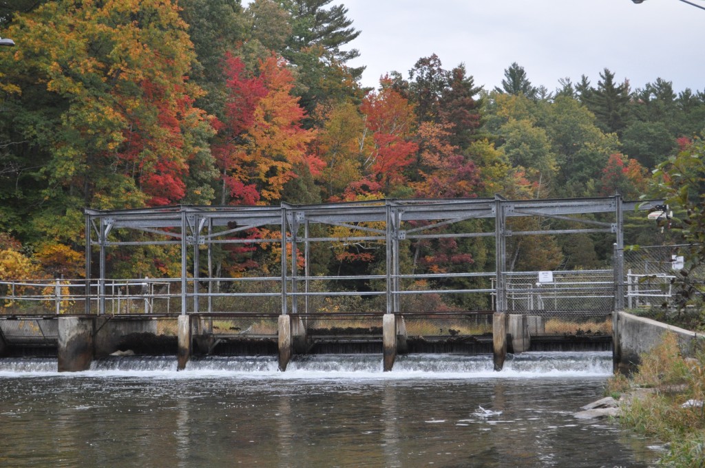 DNR starts annual salmon egg collection