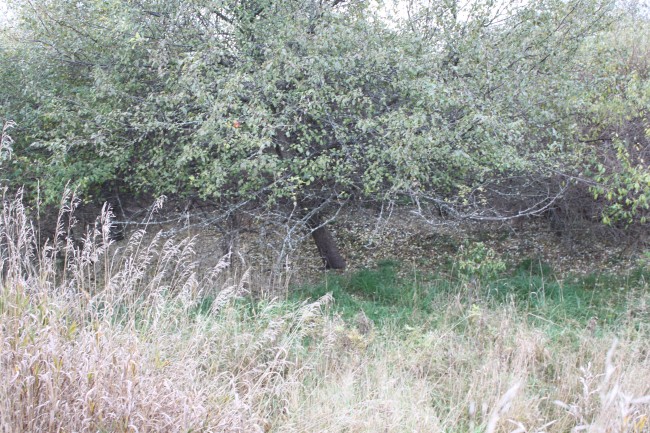 Police detail deer cull plan