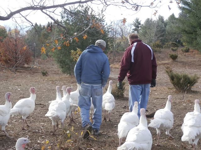 Local turkey ranch preparing for a big Thanksgiving season