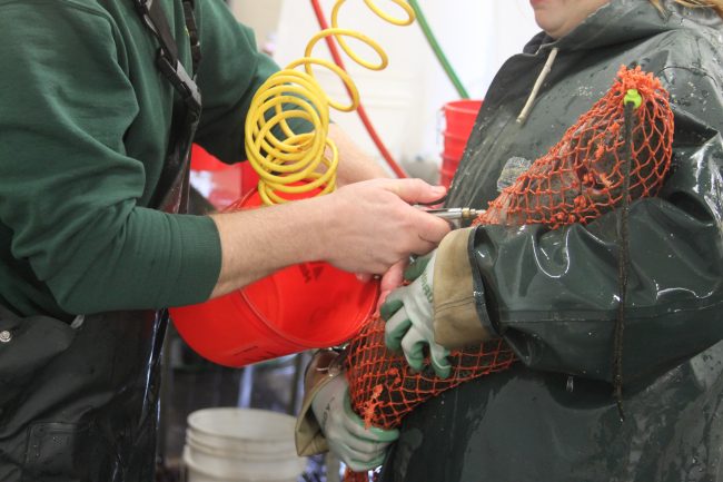 Fish egg collection, stocking efforts underway