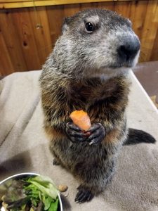 Michigan’s groundhog prepares for perennial prognostication