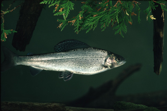 Grant to support Michigan Arctic Grayling Initiative
