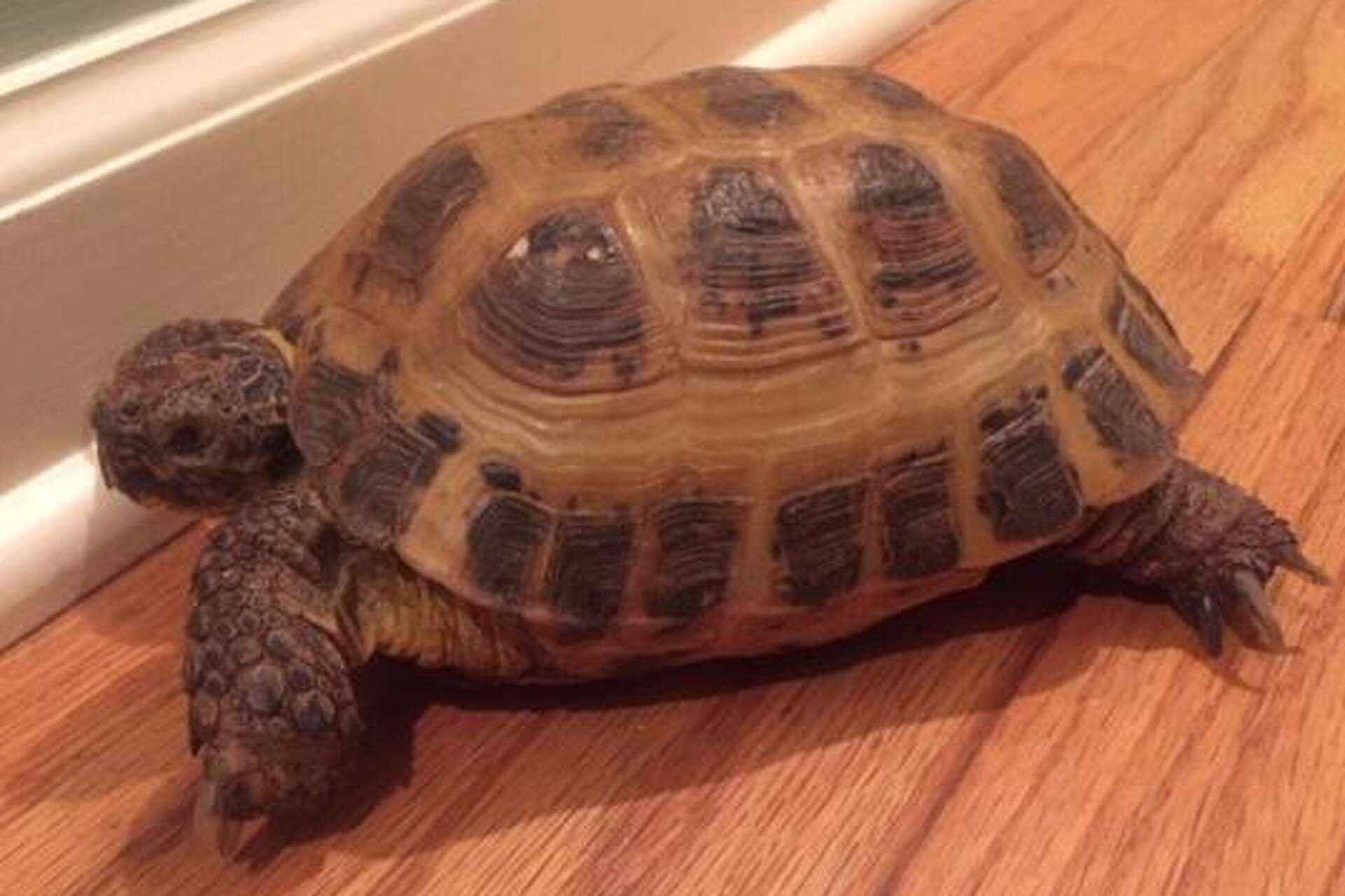 slowest tortoise
