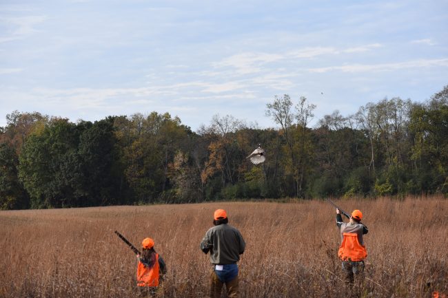 Michigan Pheasant Hunting Initiative aims to get new hunters ...