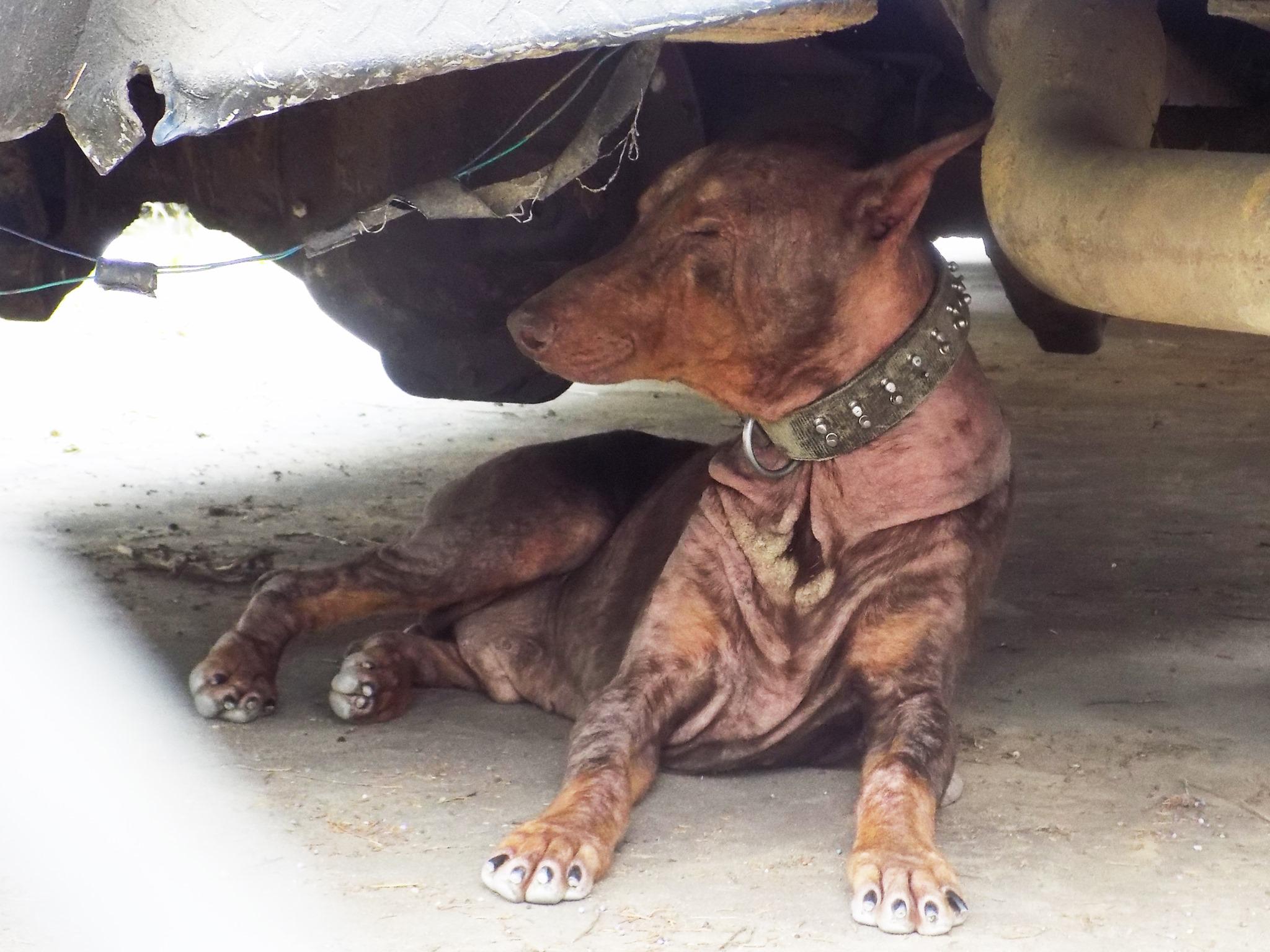 Dobermans rescued by Constable Ted Heap’s Animal Crimes Unit in ...