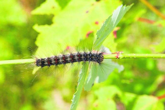 Gypsy moths numbers are rising in Michigan
