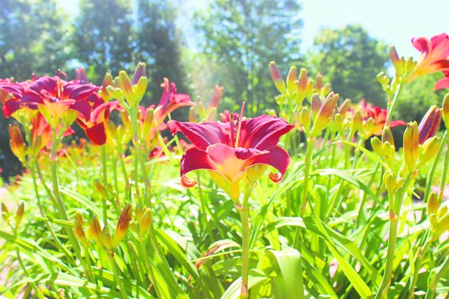 Betsie River Centennial Lily Farm at peak bloom