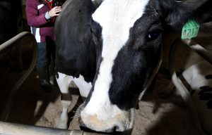 510 Million Milk Processing Complex To Be Built In Michigan