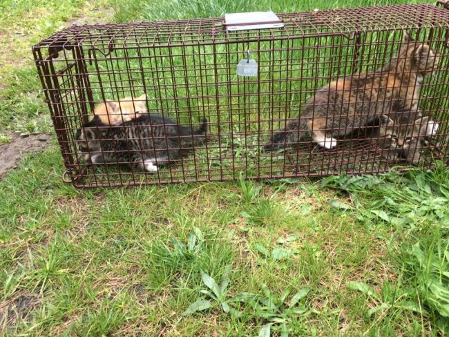 Group works to reduce feral cat population - Manistee News Advocate