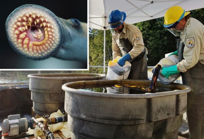Assisting in sea lamprey control