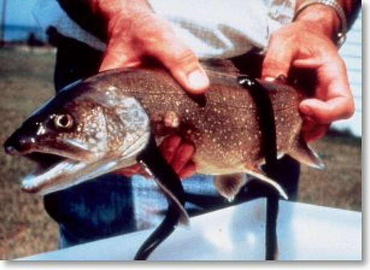 Fish kill minimal after lamprey treatment