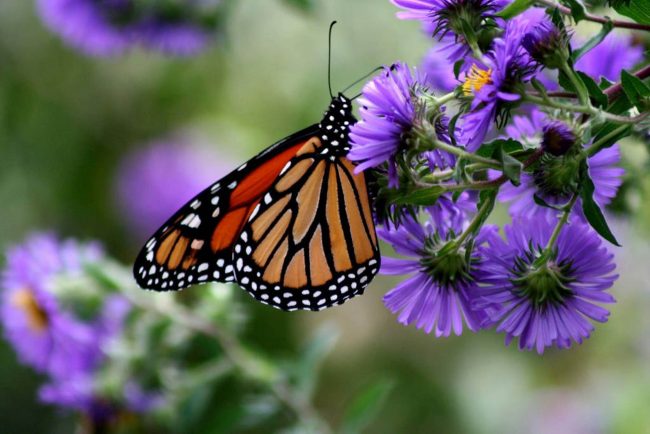 Monarchs in Michigan need help